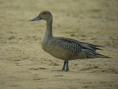Aves de la Ría de Ajo: Ánade rabudo y Chorlitejo patinegro en la Playa ...