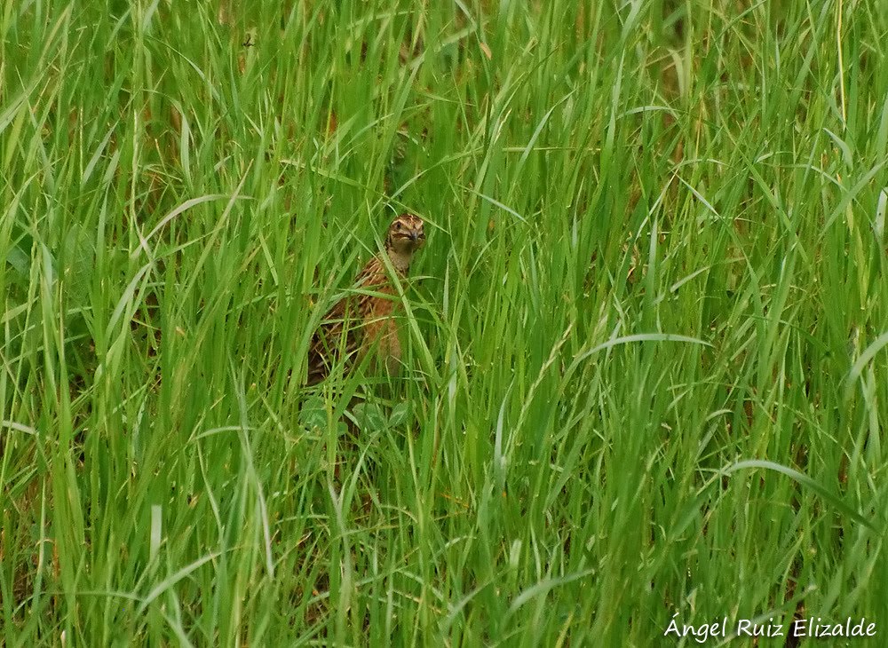 Aves de la Ría de Ajo: Fotografiando codornices desde casa...