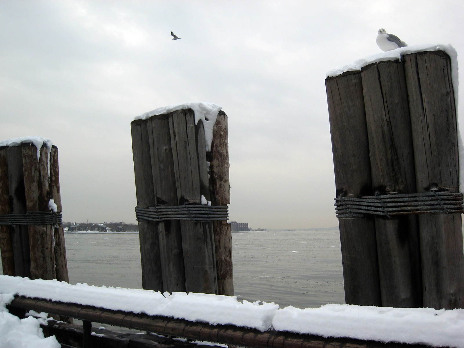 preservator-photo-friday-snowy-harbor-seagull-hot-links