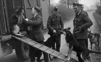 Ultimate German Shepherd Guide - Puppies Behavior Study, Raising ...