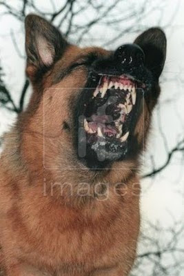 Ultimate German Shepherd Guide - Puppies Behavior Study, Raising ...