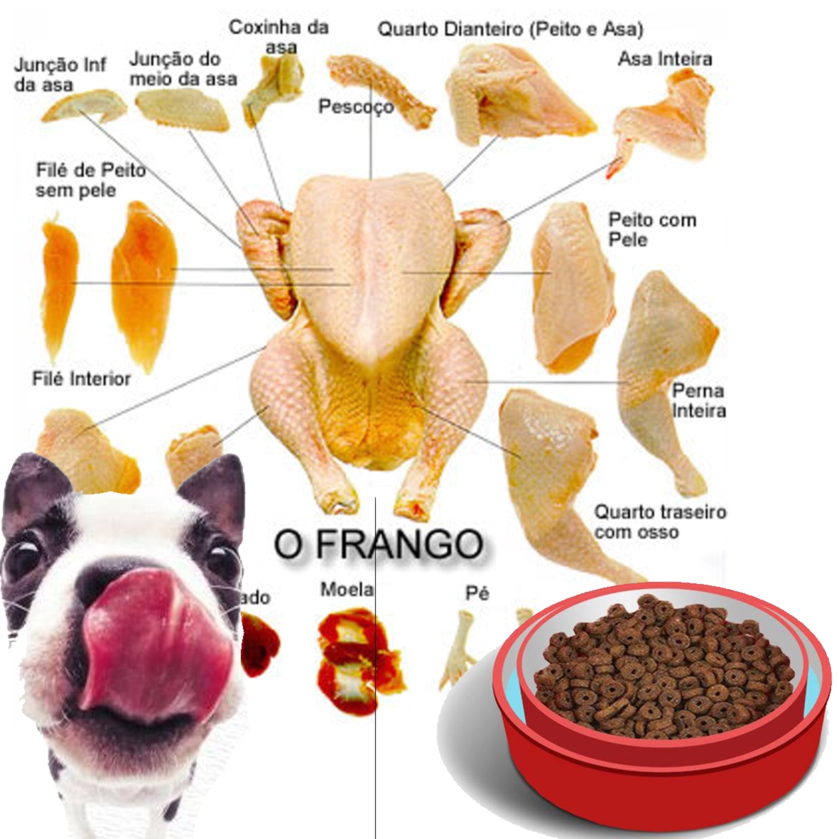 ANIMAL VETER : ANIMAIS E MEDICINA VETERINÁRIA: COMIDA DE CACHORRO