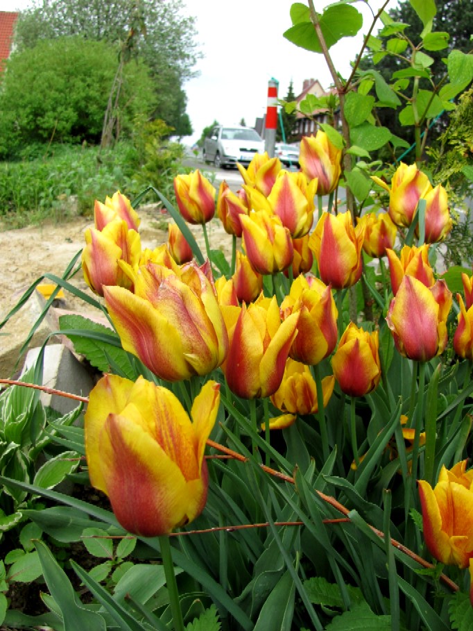 Garten-anders: Vielfalt der Tulpen / Eine Tulpe für jeden Geschmack