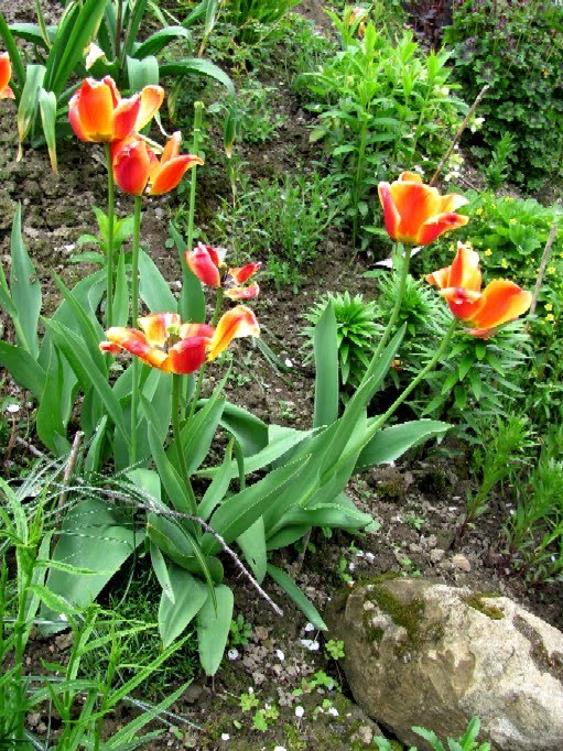 Garten-anders: Vielfalt der Tulpen / Eine Tulpe für jeden Geschmack