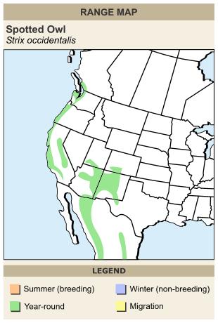 Spotted Owl: Worth Saving?: The Actions Of The Spotted Owl