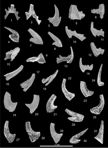 El Pensieve de Dinorider: Conodontos Peruanos: del Ordovícico al Triásico