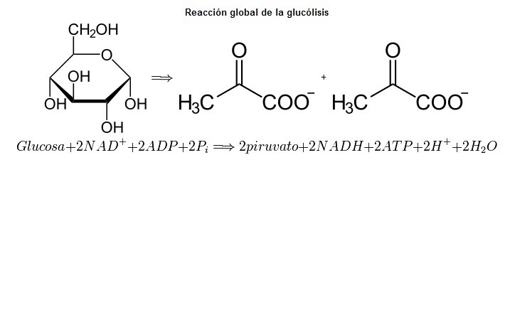 metabolismo: GLUCOLISIS