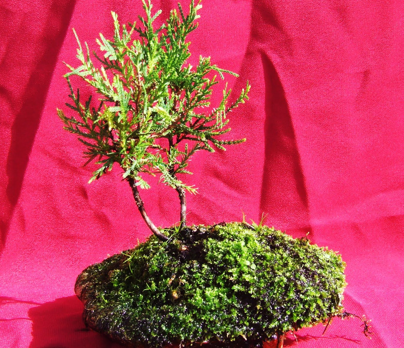Your Bonsai Experience: Micro Bonsai "MAME"