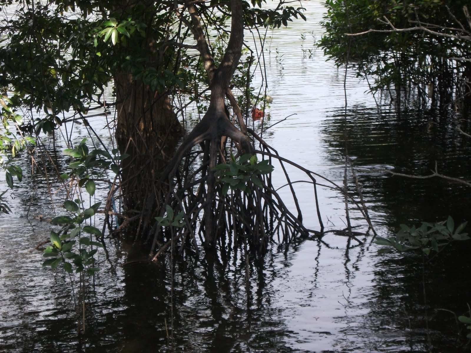 Geography Group on Mangrove: Geography: Natural Vegetation - Mangroves