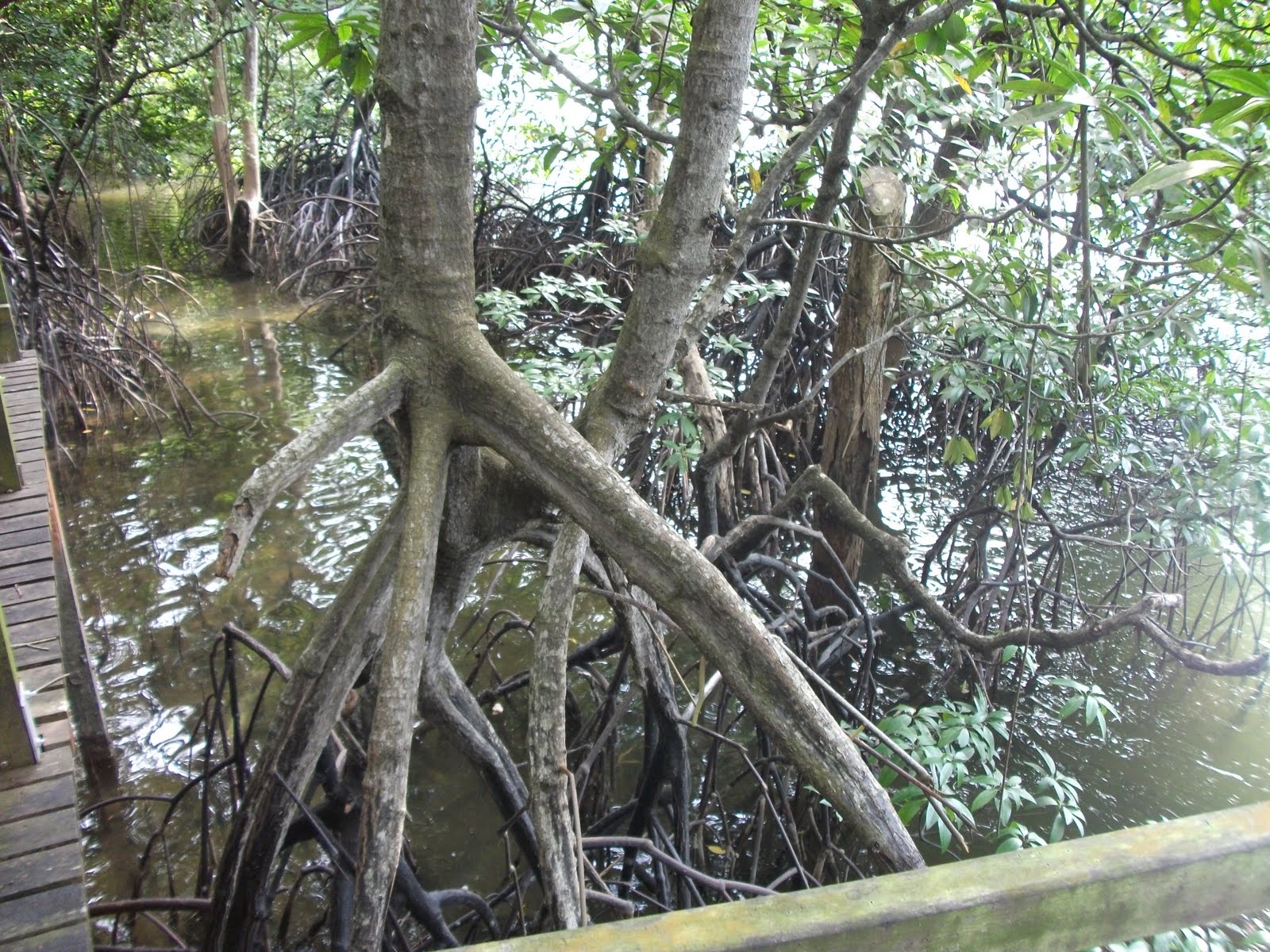 Geography Group on Mangrove: Geography: Natural Vegetation - Mangroves