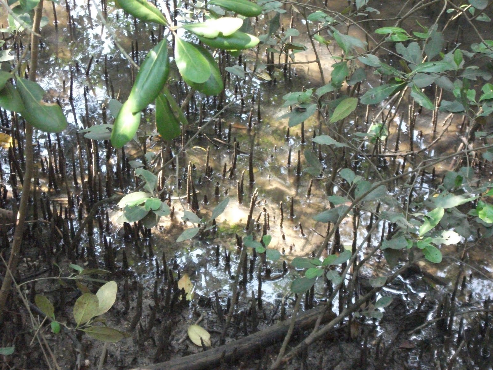 Geography Group on Mangrove: Geography: Natural Vegetation - Mangroves
