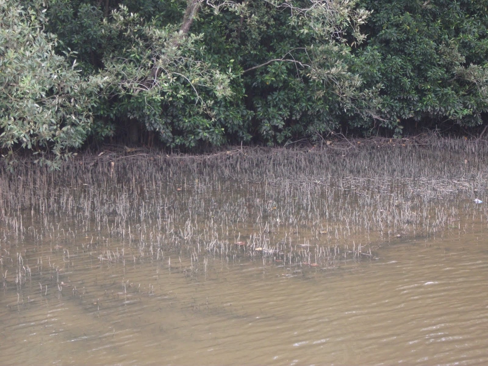 Geography Group on Mangrove: Geography: Natural Vegetation - Mangroves