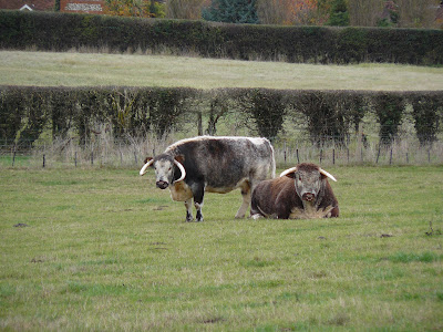 Walking in the country: Crazies Hill