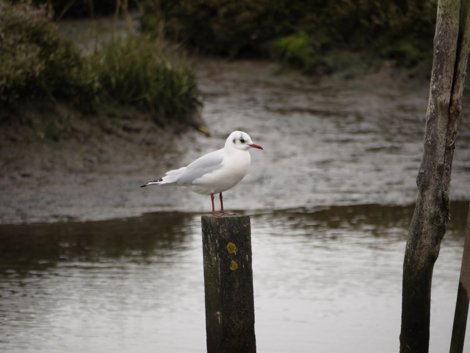 Walking in the country: Turlin Moor to Poole Quay