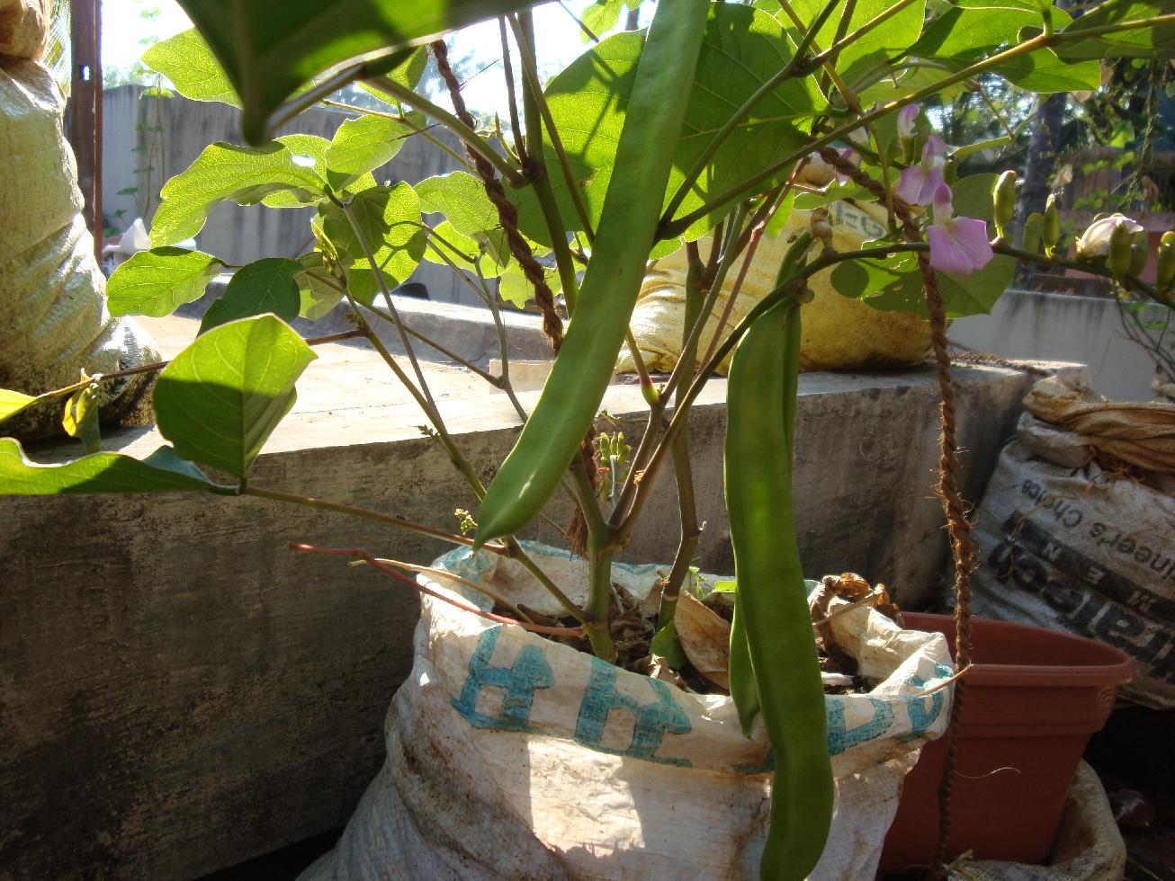 Organic micro farm and vegetable terrace garden : Long Broad Beans ...