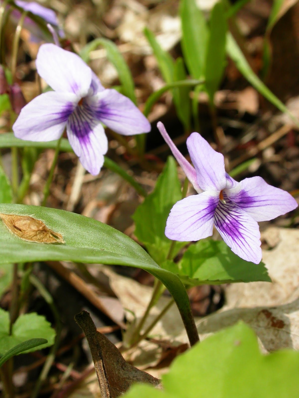 Through Handlens and Binoculars: Mesic Upland Forest Ephemerals