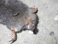 Through Handlens and Binoculars: Rare Mammals