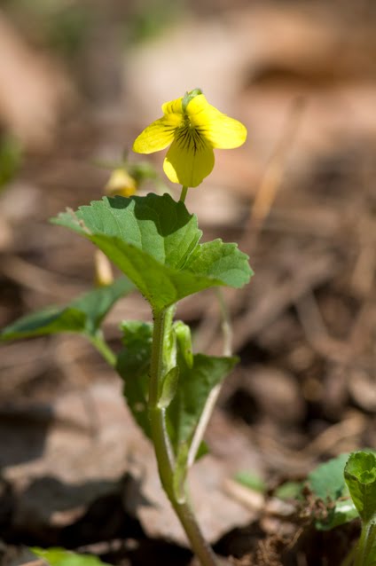 Nature Reporters: Morels, mites and a Puccoon