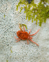 Nature Reporters: Morels, mites and a Puccoon