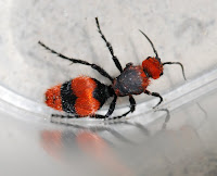 Nature Reporters: Red and Black beauty - A "Cow Killer" wasp