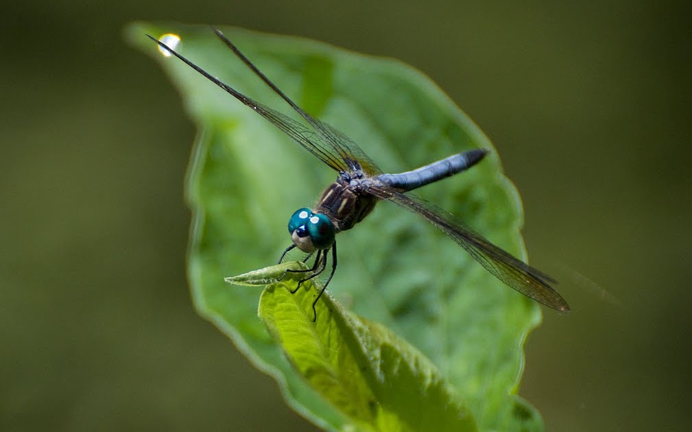 Nature Reporters: Interesting insects