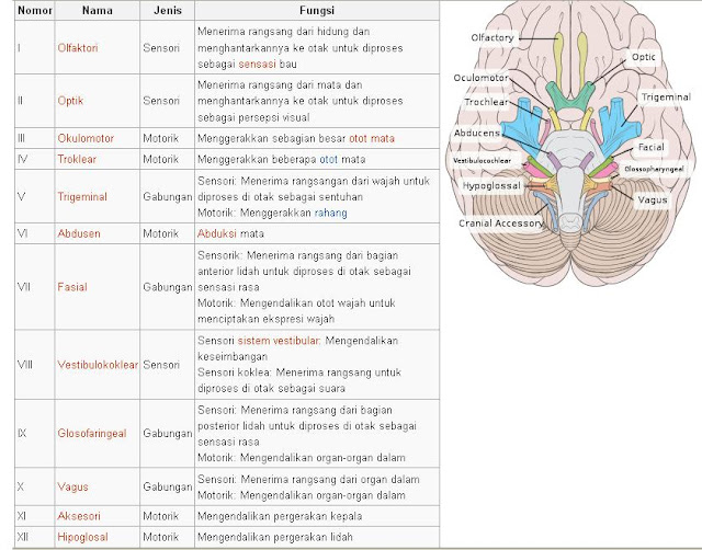 Dr. Andreas Blog: Sistem Saraf Kranial