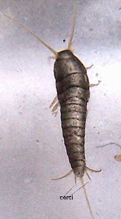 ZooOnLine: Thysanura