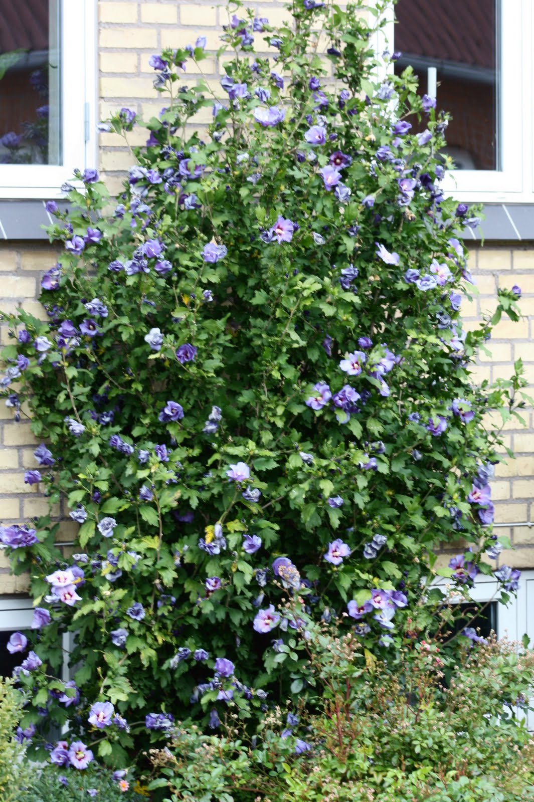 Frøken Solhat: Syrisk rose