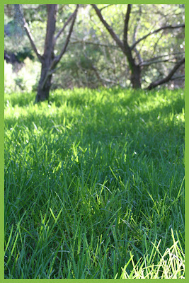 The Rainforest Garden: Textural Ideas from Florida's Nature