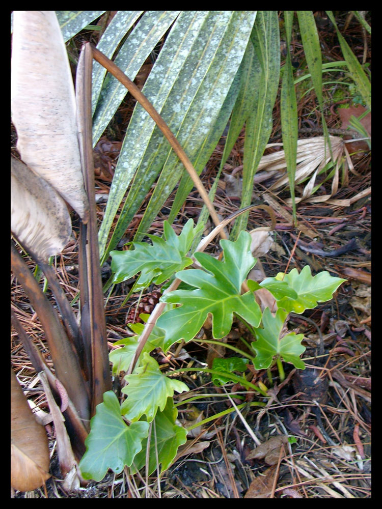 The Rainforest Garden: Plant Profile: Split Leaf Philodendron, or Selloum