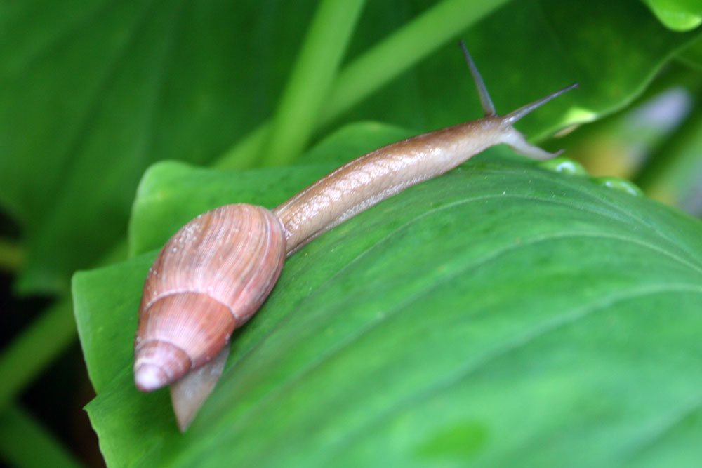 The Rainforest Garden: Snails, Katydids and Lizards!