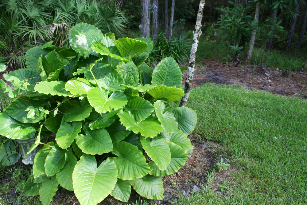 The Rainforest Garden: Great Tropical Tubers to Overwinter!