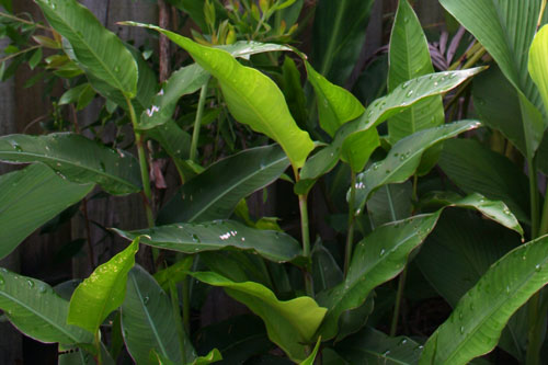 The Rainforest Garden: Great Tropical Tubers to Overwinter!