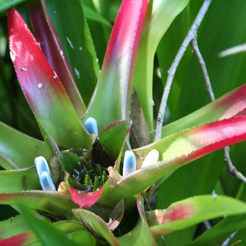 The Rainforest Garden: First Epiphyte Day