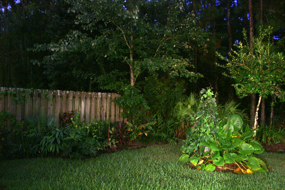 The Rainforest Garden: Photos of the Garden at Night