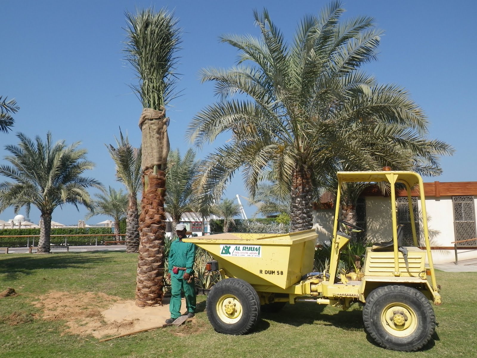 Yabba Abu Dhabi: Tree Planting