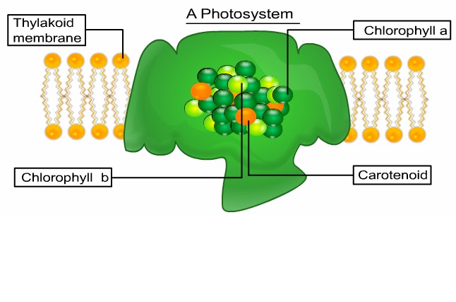BIOLOGY FORM 6: Photosynthesis