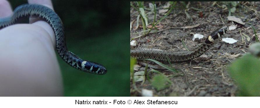 Lynnu sp. (species): Natrix natrix sau Sarpele de casa