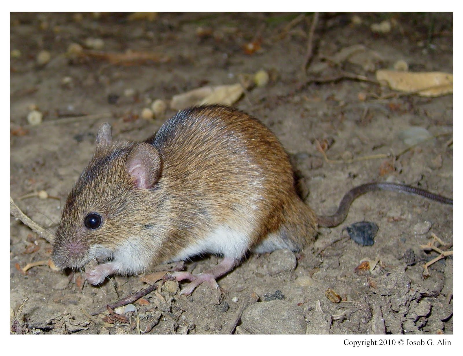Lynnu sp. (species): Apodemus agrarius sau Soarecele de camp