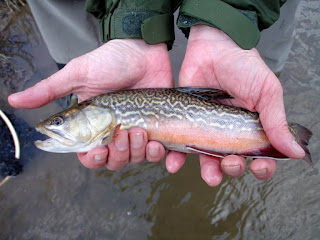 Wisconsin Driftless Area Tiger Trout - Salmon & Trout - Salmon & Trout ...