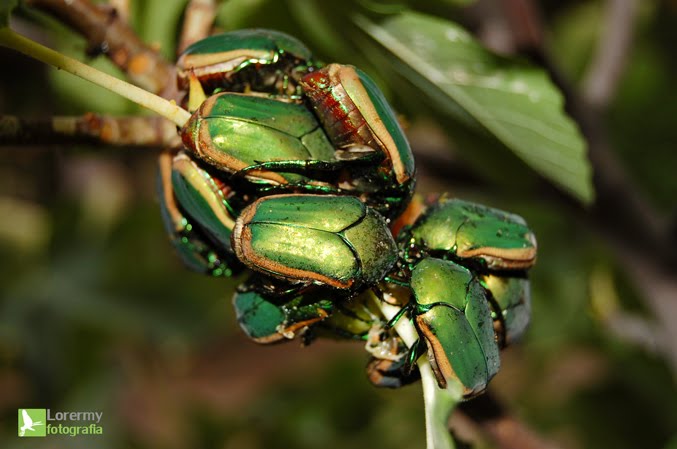 Artrópodos: HEXÁPODOS