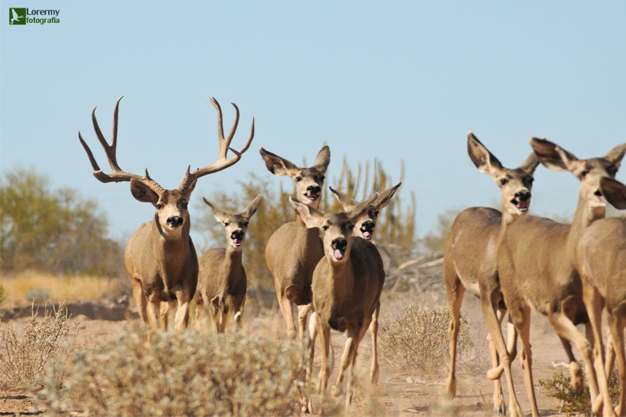 Ranchos en Sonora: Unidades de Manejo para la Conservación de la Vida ...