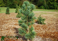 Russell's Nursery: Pinus koraiensis 'Morris Blue'