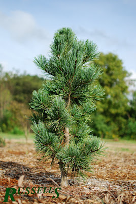 Russell's Nursery: Pinus koraiensis 'Morris Blue'