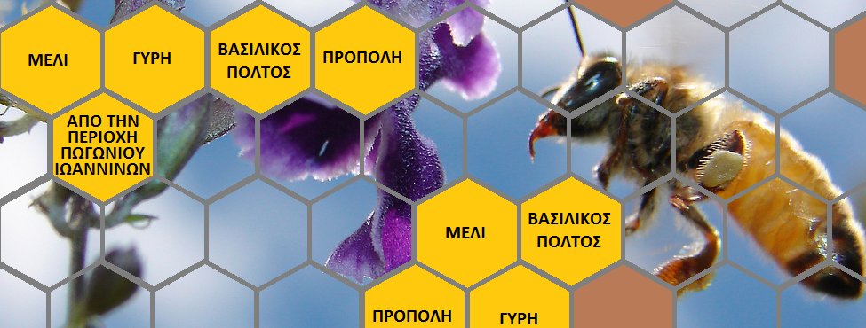 ΜΕΛΙ - ΒΑΣΙΛΙΚΟΣ ΠΟΛΤΟΣ - ΓΥΡΗ-