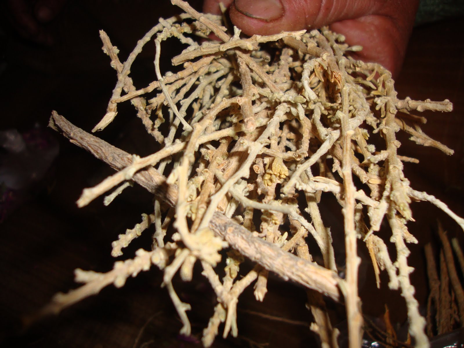 MEDICINA ALTIPLANICA: COPA COPA