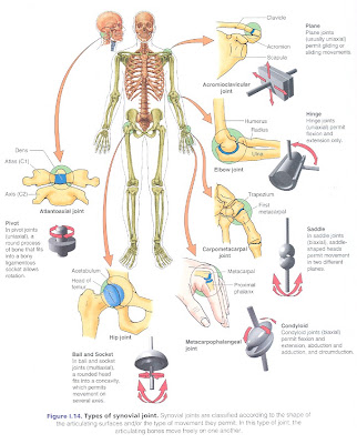 Human Biology