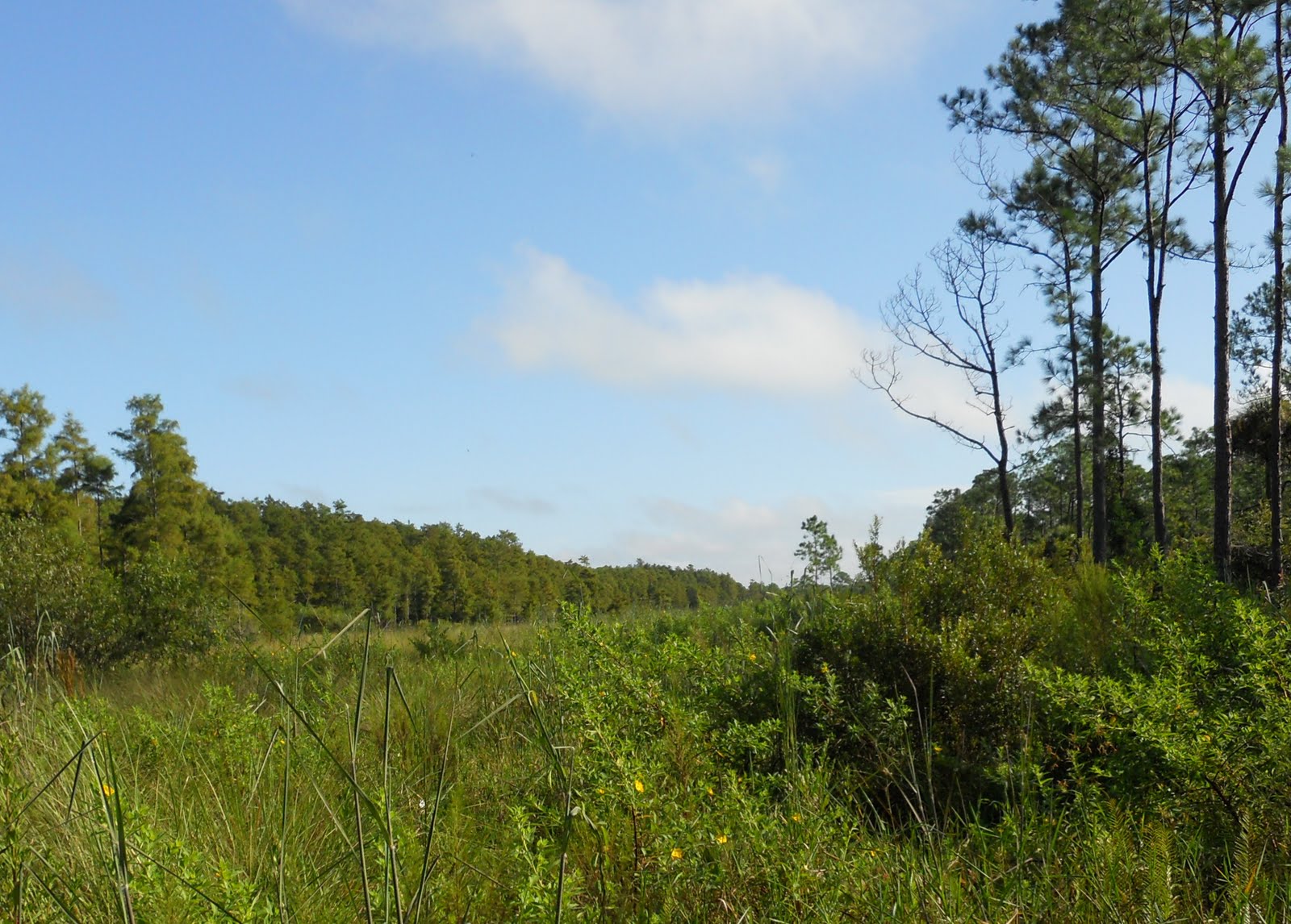 Fall Colloquium 2010: Entry #3 - Reflect on the Corkscrew Swamp ...