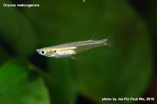 國寶的藏寶箱: Oryzias mekongensis