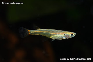 國寶的藏寶箱: Oryzias mekongensis